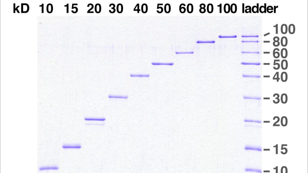 The Penn State Protein Ladder system | Penn State University
